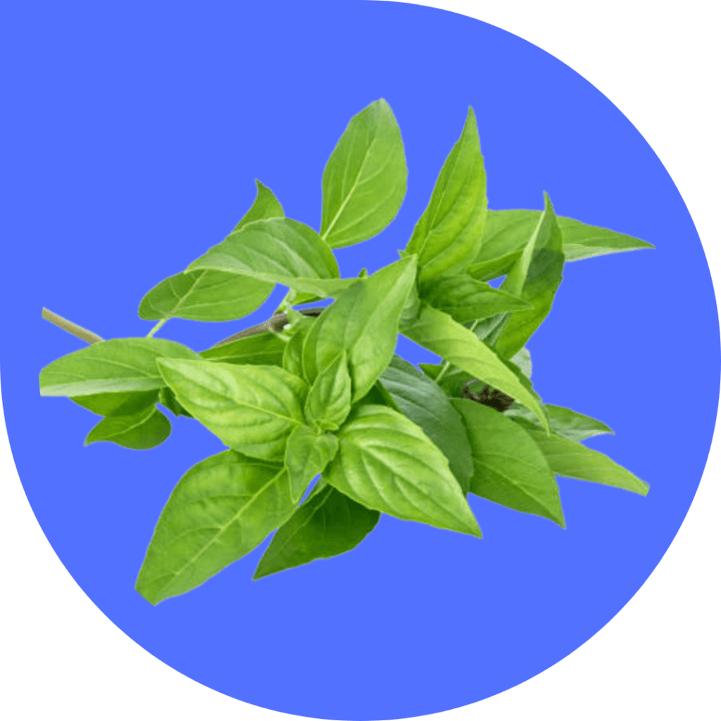 Herbal Alprosis 2 – My Blog